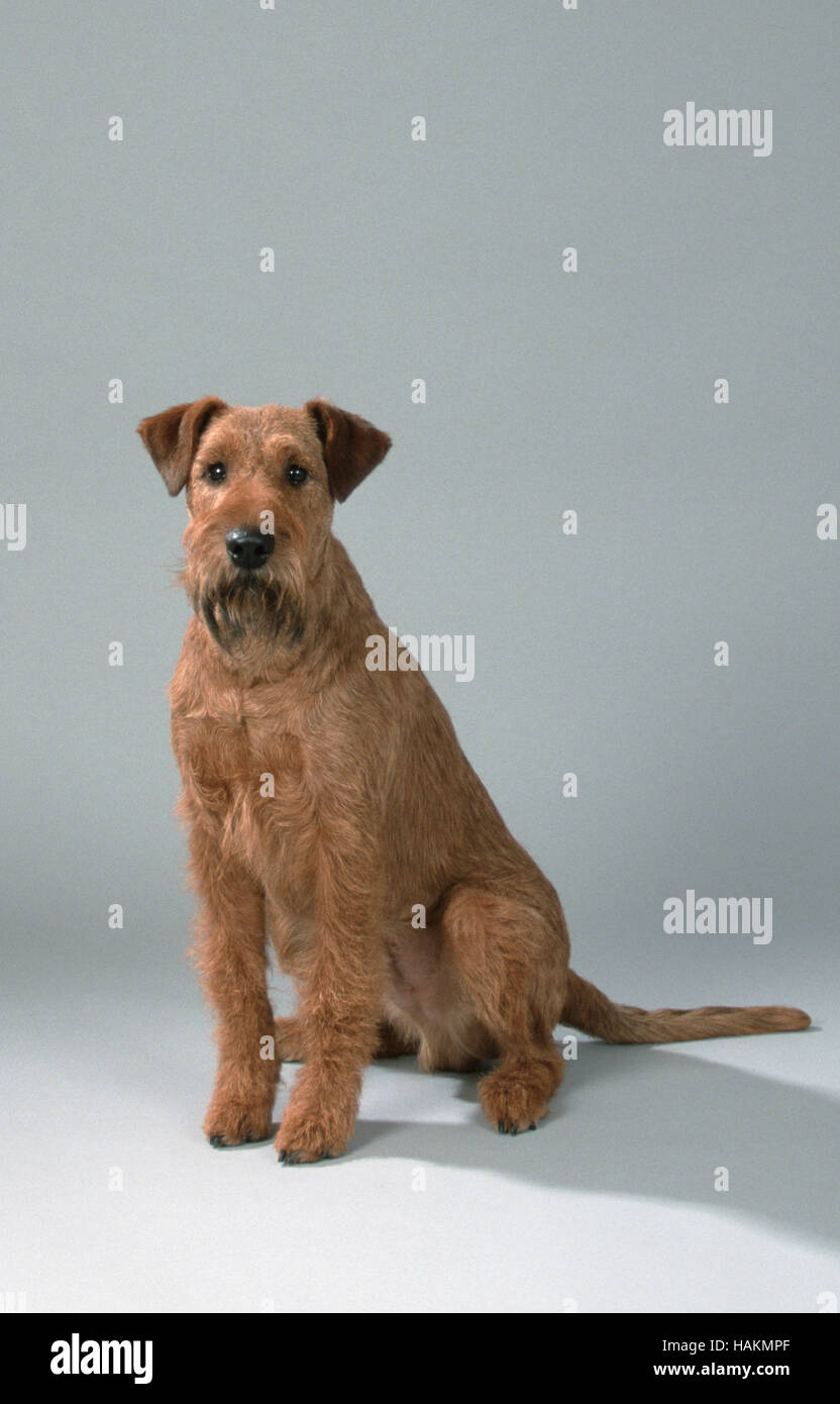 Irischer terrier hi-res stock photography and images - Alamy
