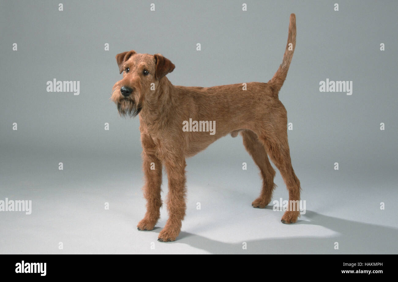 Irischer terrier hi-res stock photography and images - Alamy