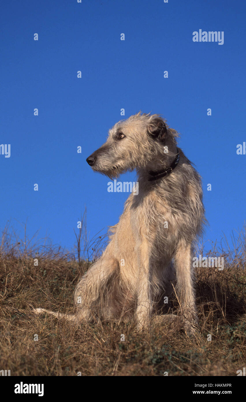 Levrier dog hi-res stock photography and images - Alamy