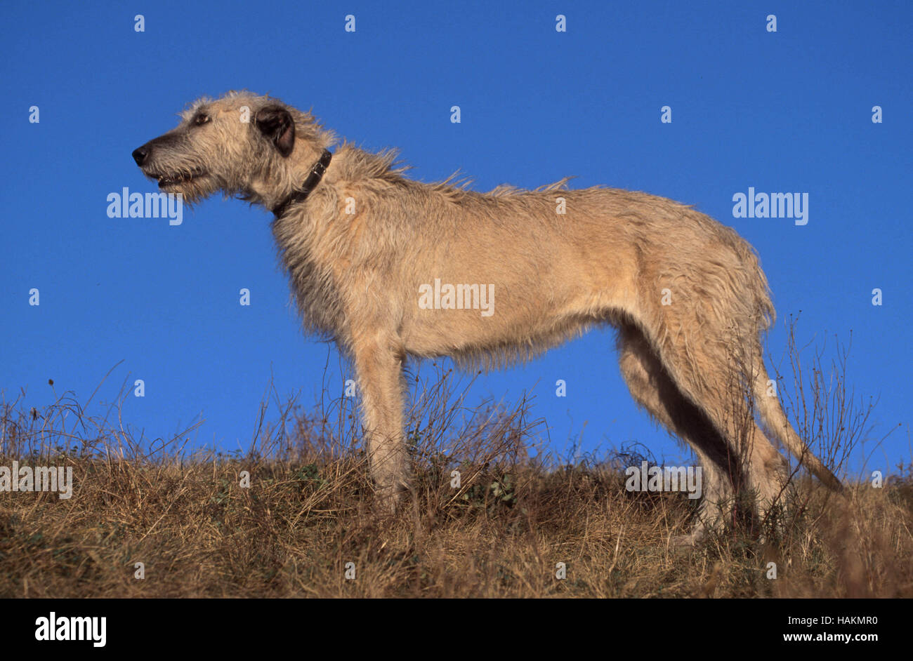 Irischer wolf hi-res stock photography and images - Alamy