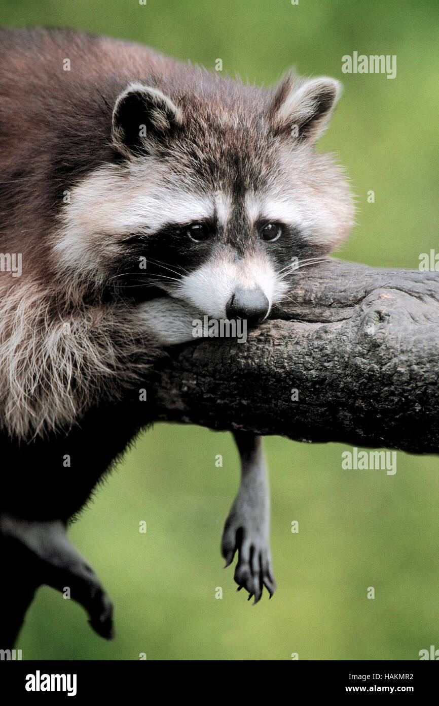 Raccoon waschbaer hi-res stock photography and images - Alamy