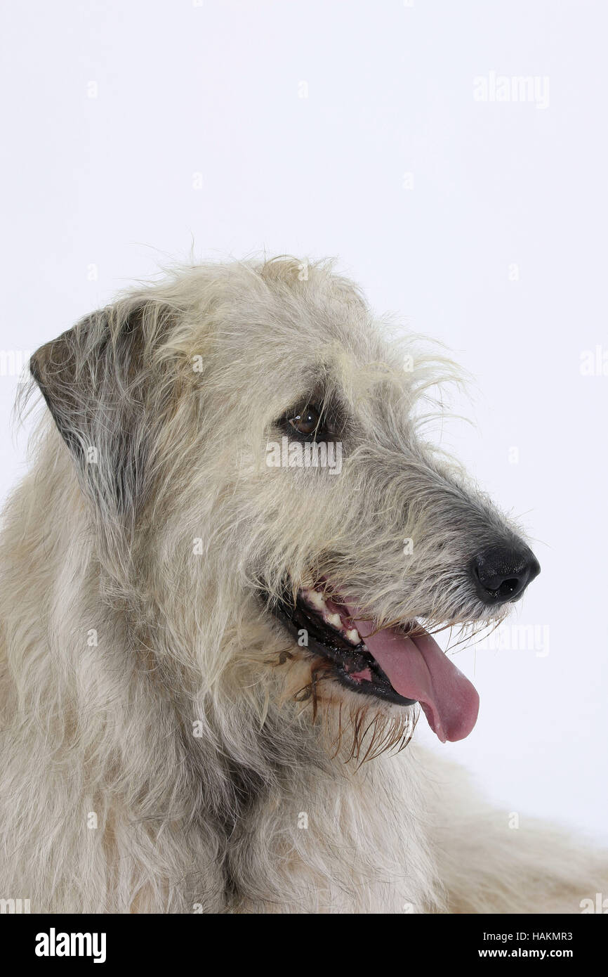 Irischer wolfshund hi-res stock photography and images - Alamy