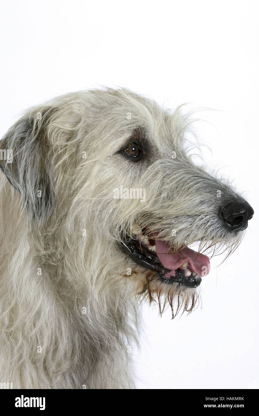 Irischer wolfshund hi-res stock photography and images - Alamy