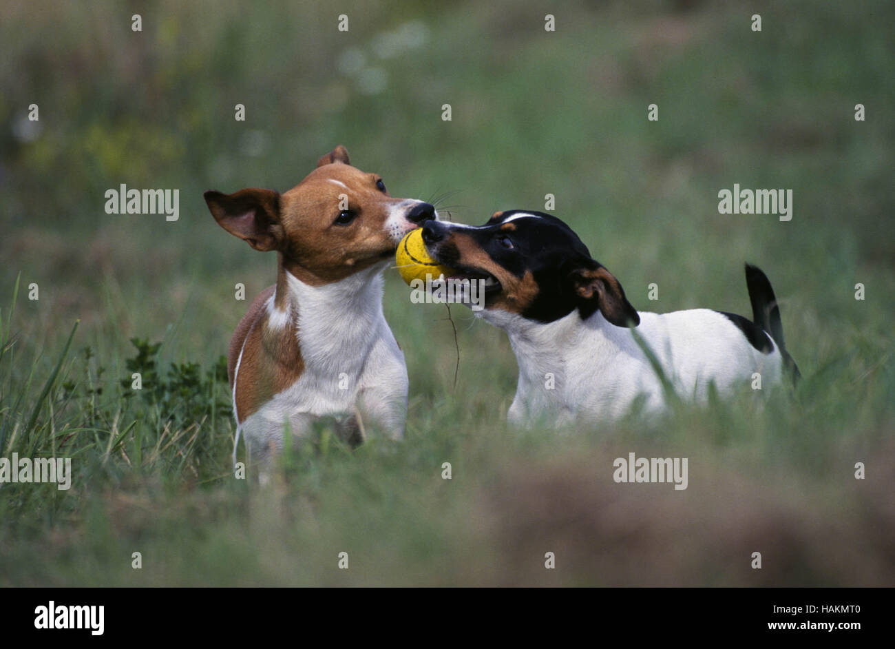 Beissender hi-res stock photography and images - Alamy