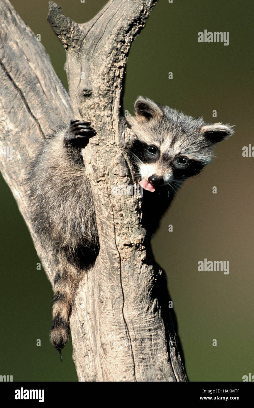 Raccoon tree europe hi-res stock photography and images - Alamy