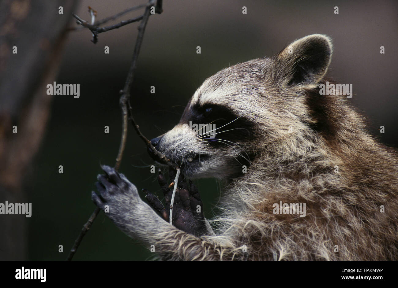 Nagen gnawing hi-res stock photography and images - Alamy