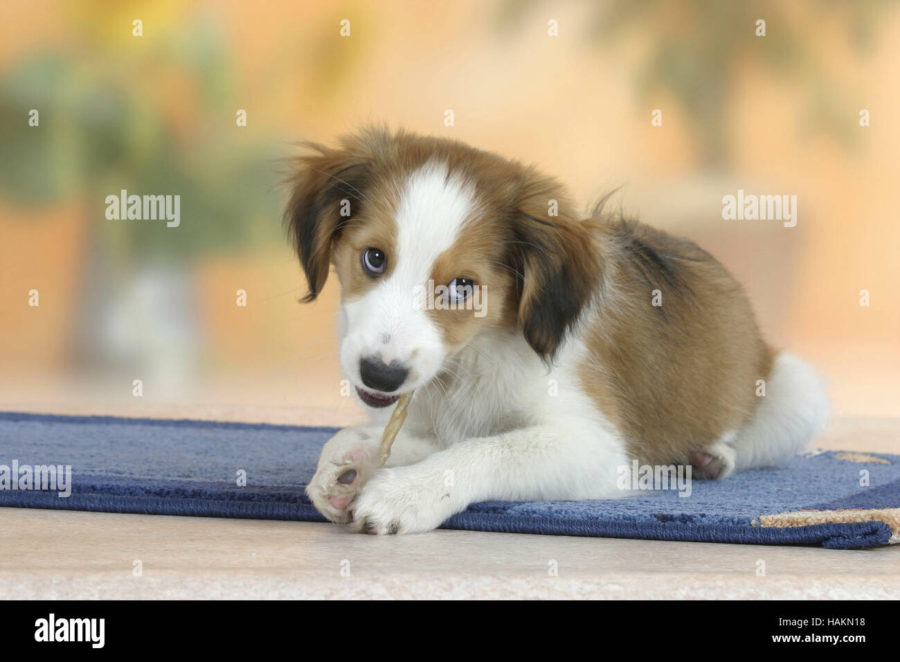 Witziger hund hi-res stock photography and images - Alamy