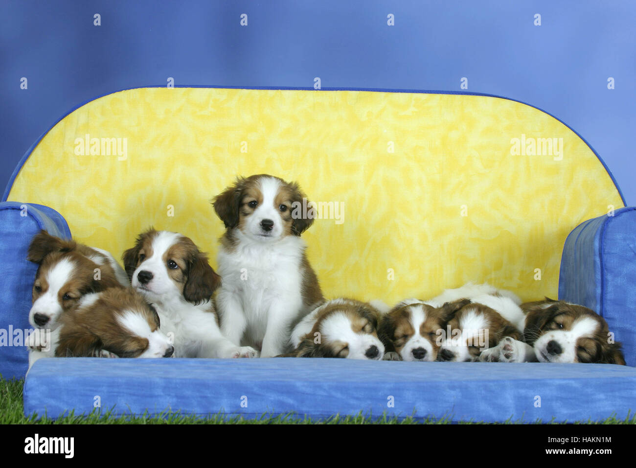 Dutch animals hi-res stock photography and images - Alamy