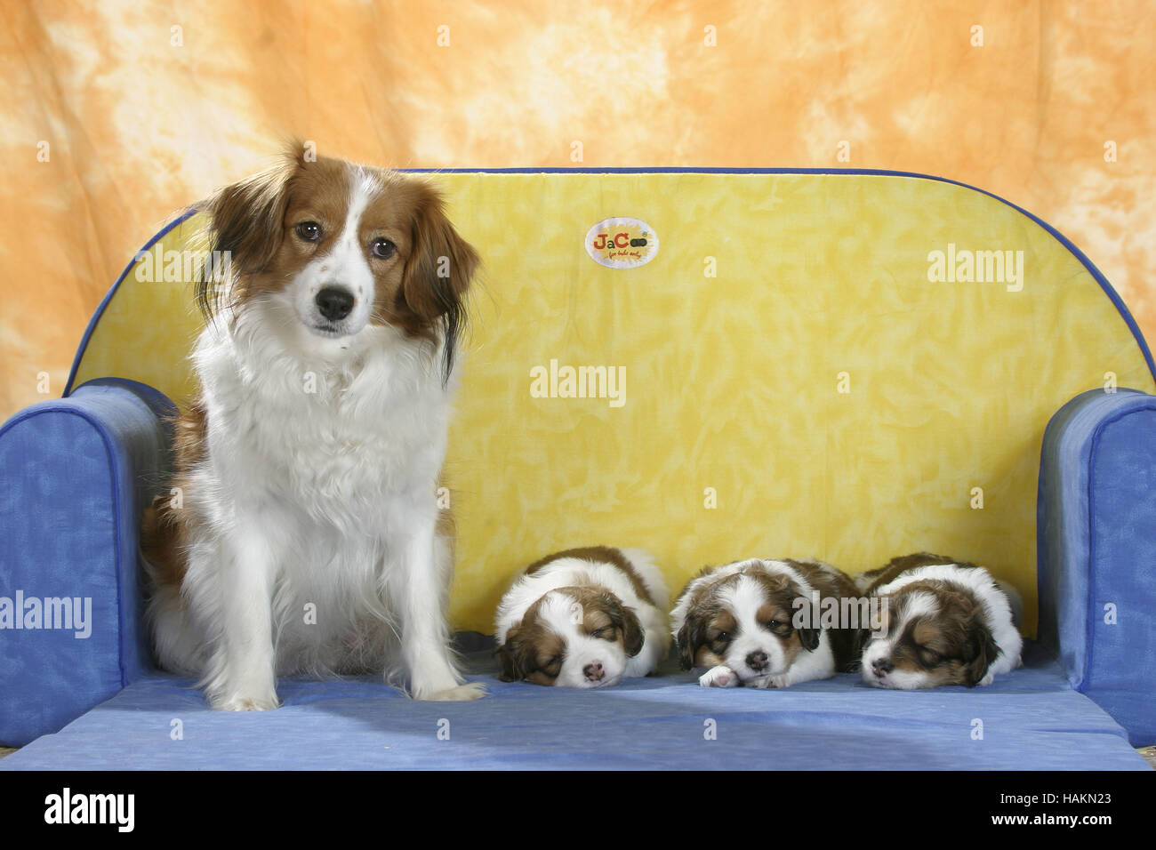 Small Dutch Waterfowl Dog Stock Photo - Alamy