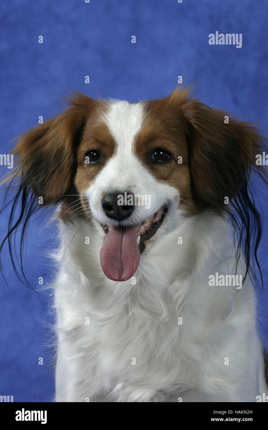 Dutch decoy spaniel hi-res stock photography and images - Alamy