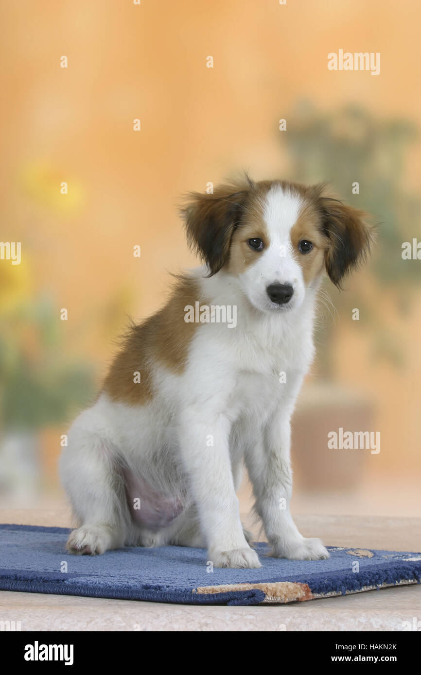 Small Dutch Waterfowl Dog Stock Photo - Alamy