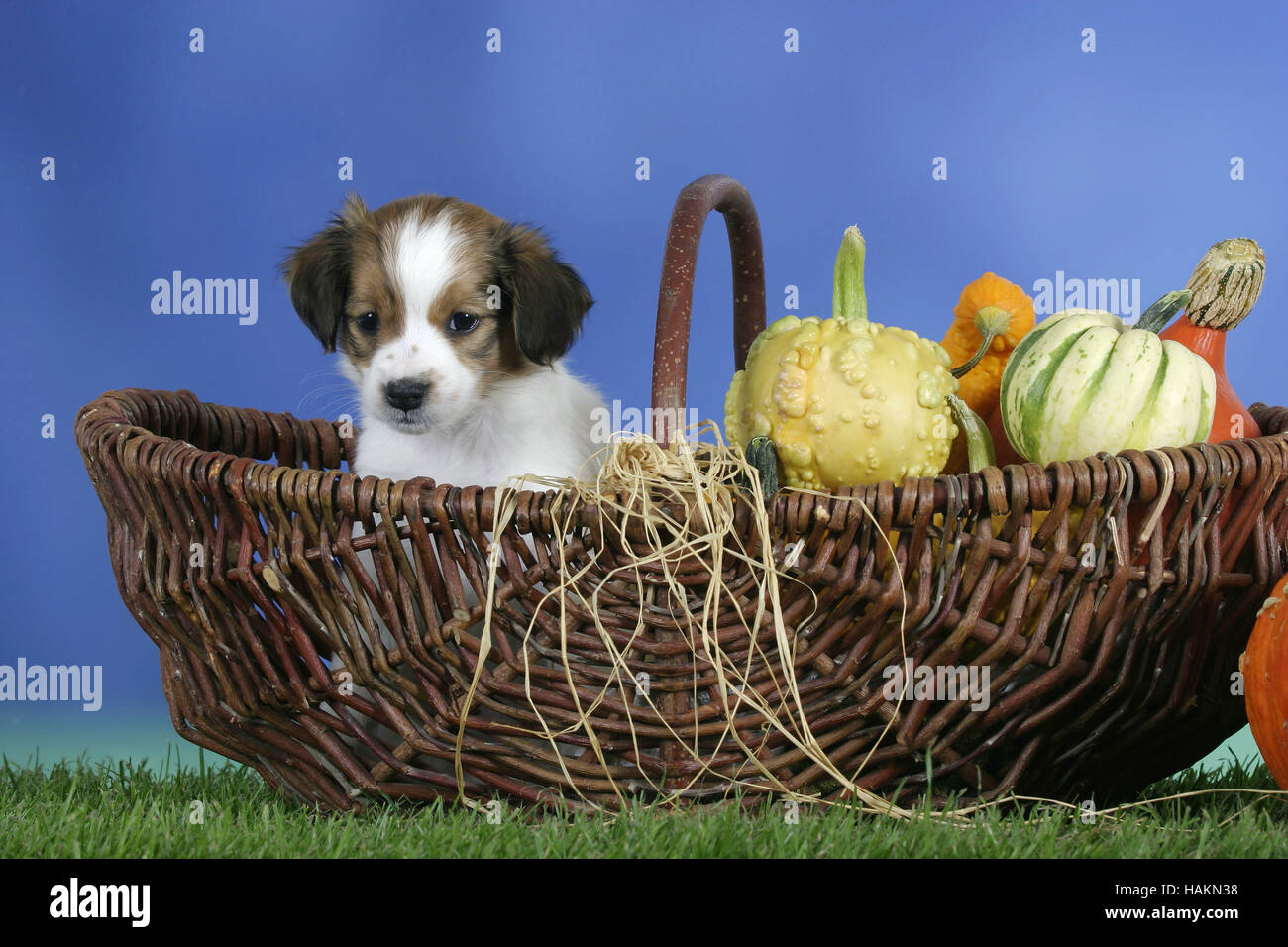 Netherland dog breed hi-res stock photography and images - Alamy
