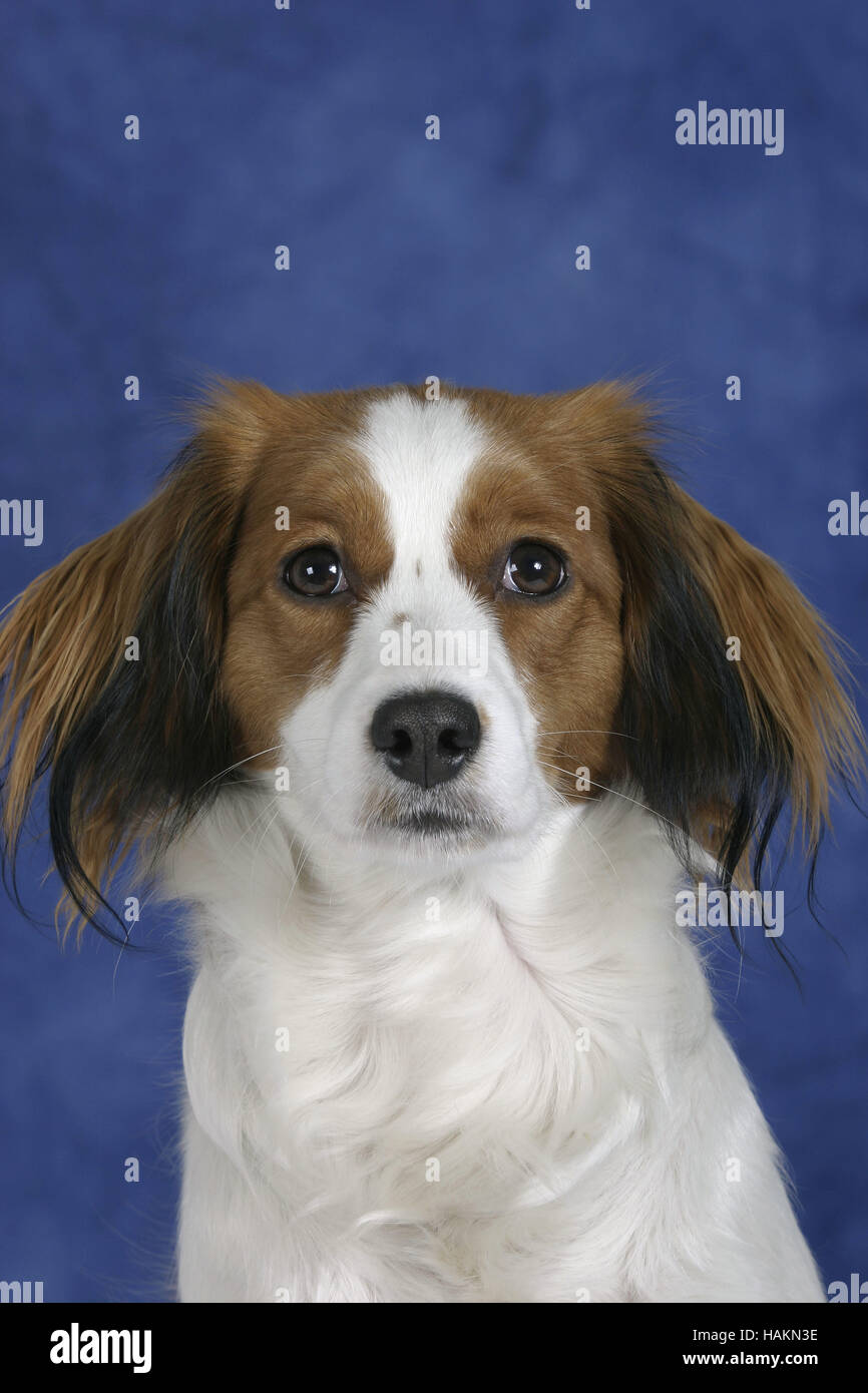 Dutch decoy spaniel hi-res stock photography and images - Alamy