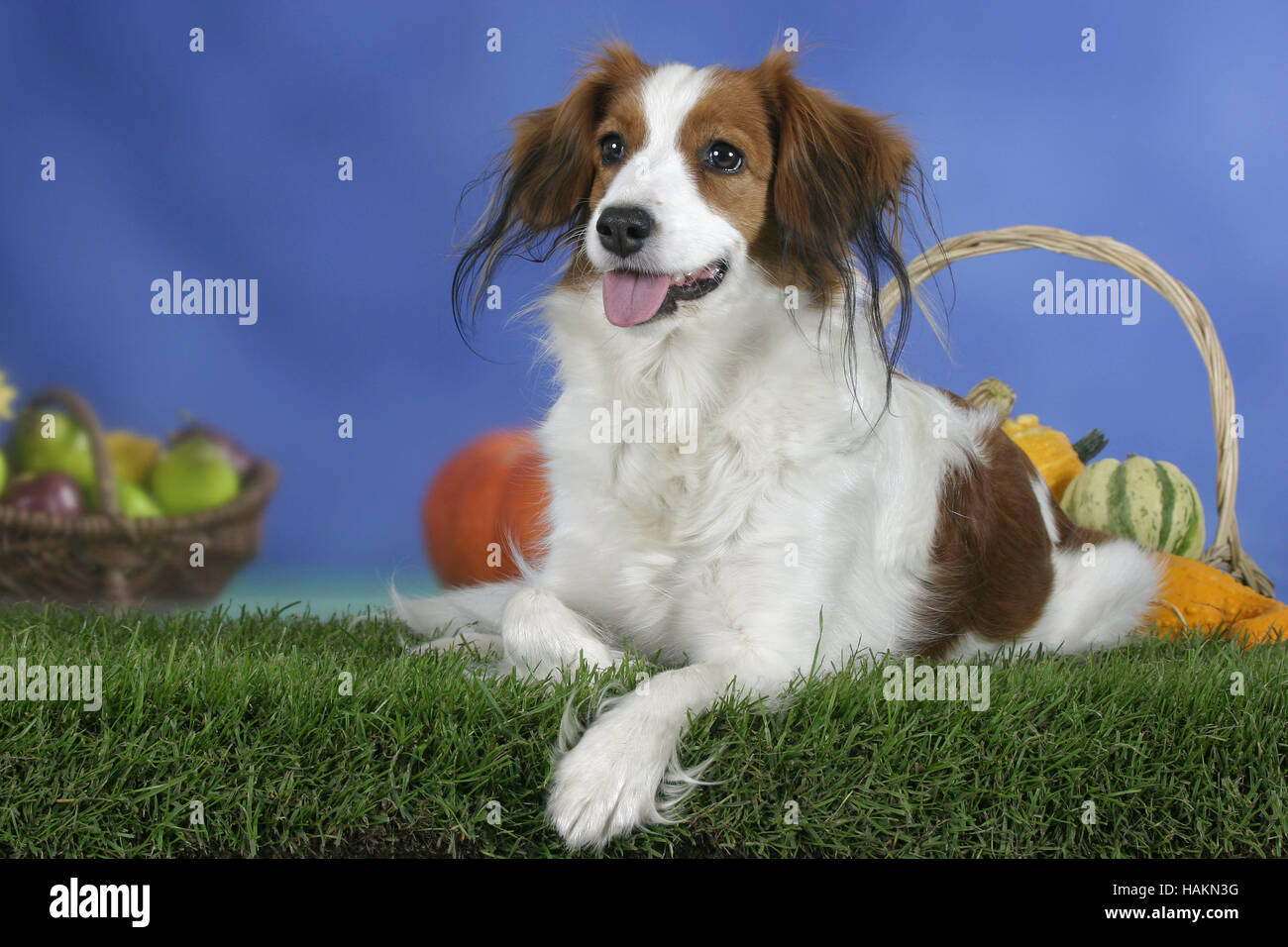 Small Dutch Waterfowl Dog Stock Photo - Alamy
