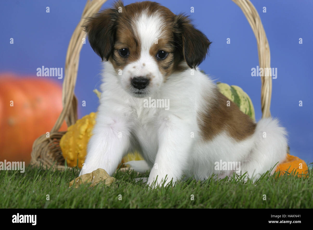 Small Dutch Waterfowl Dog Stock Photo - Alamy