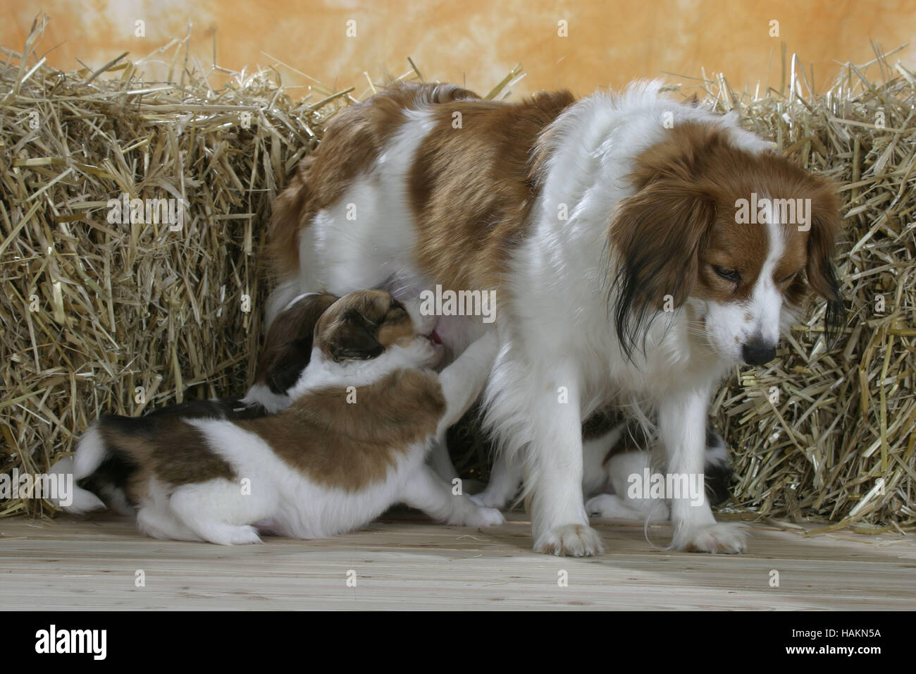 Small Dutch Waterfowl Dog Stock Photo - Alamy