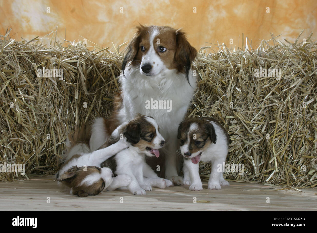Waterfowl dog hi-res stock photography and images - Alamy