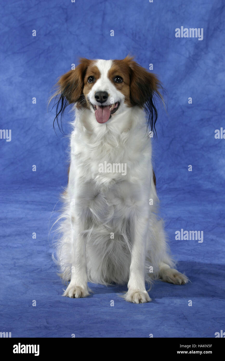 Dutch decoy spaniel hi-res stock photography and images - Alamy