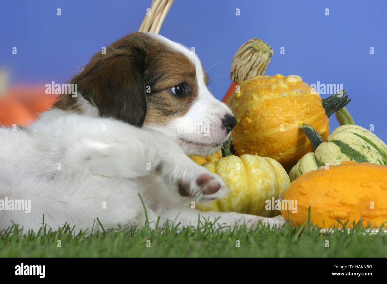 Small Dutch Waterfowl Dog Stock Photo - Alamy
