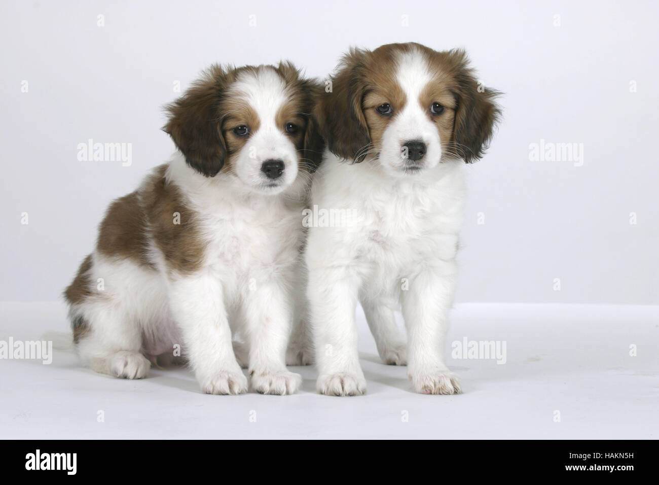 Dutch decoy spaniel hi-res stock photography and images - Alamy