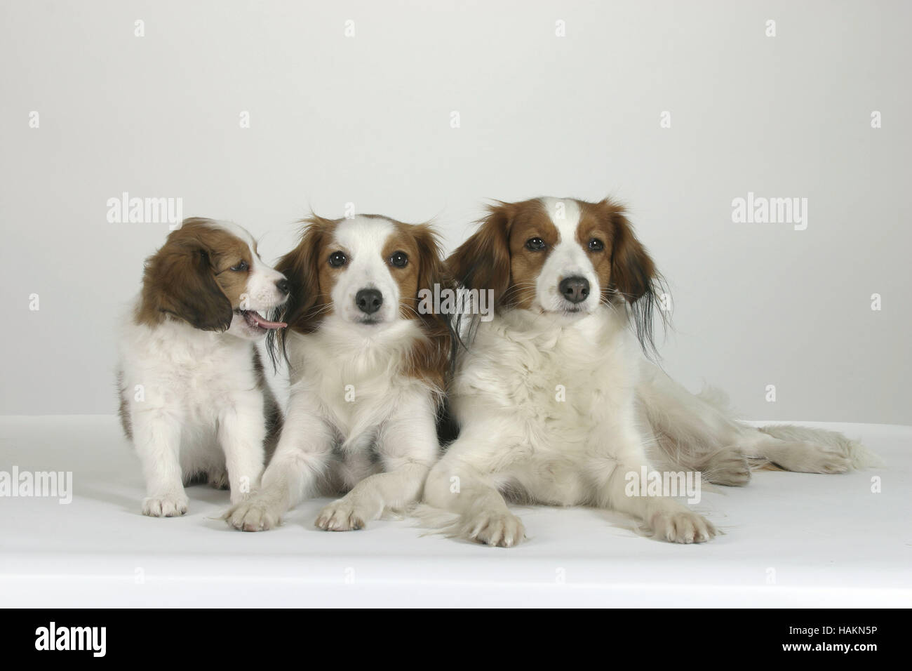 Dutch decoy spaniel hi-res stock photography and images - Alamy