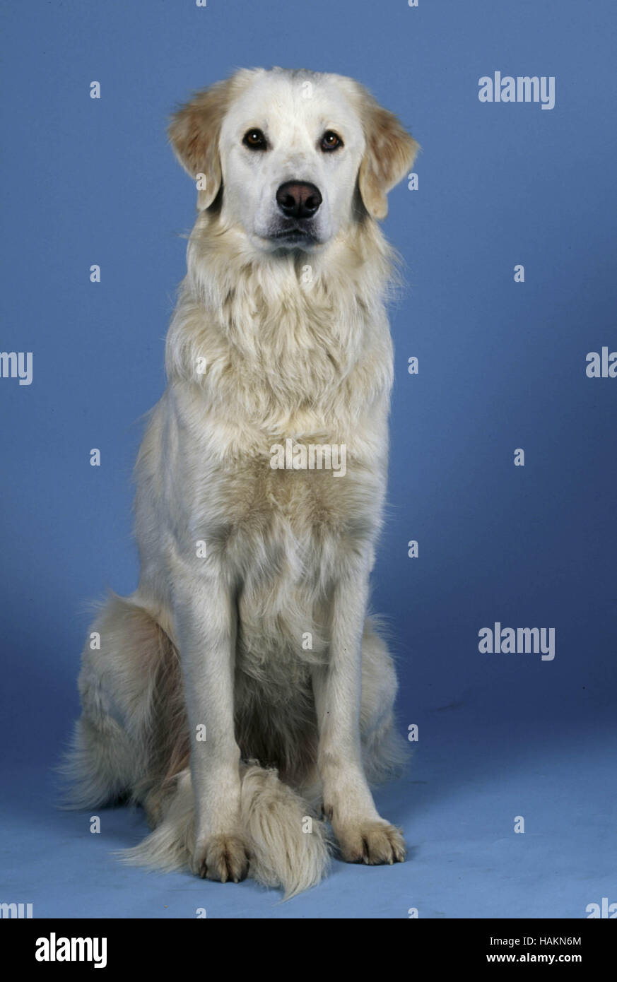 Hungarian shepherds dog hi-res stock photography and images - Alamy