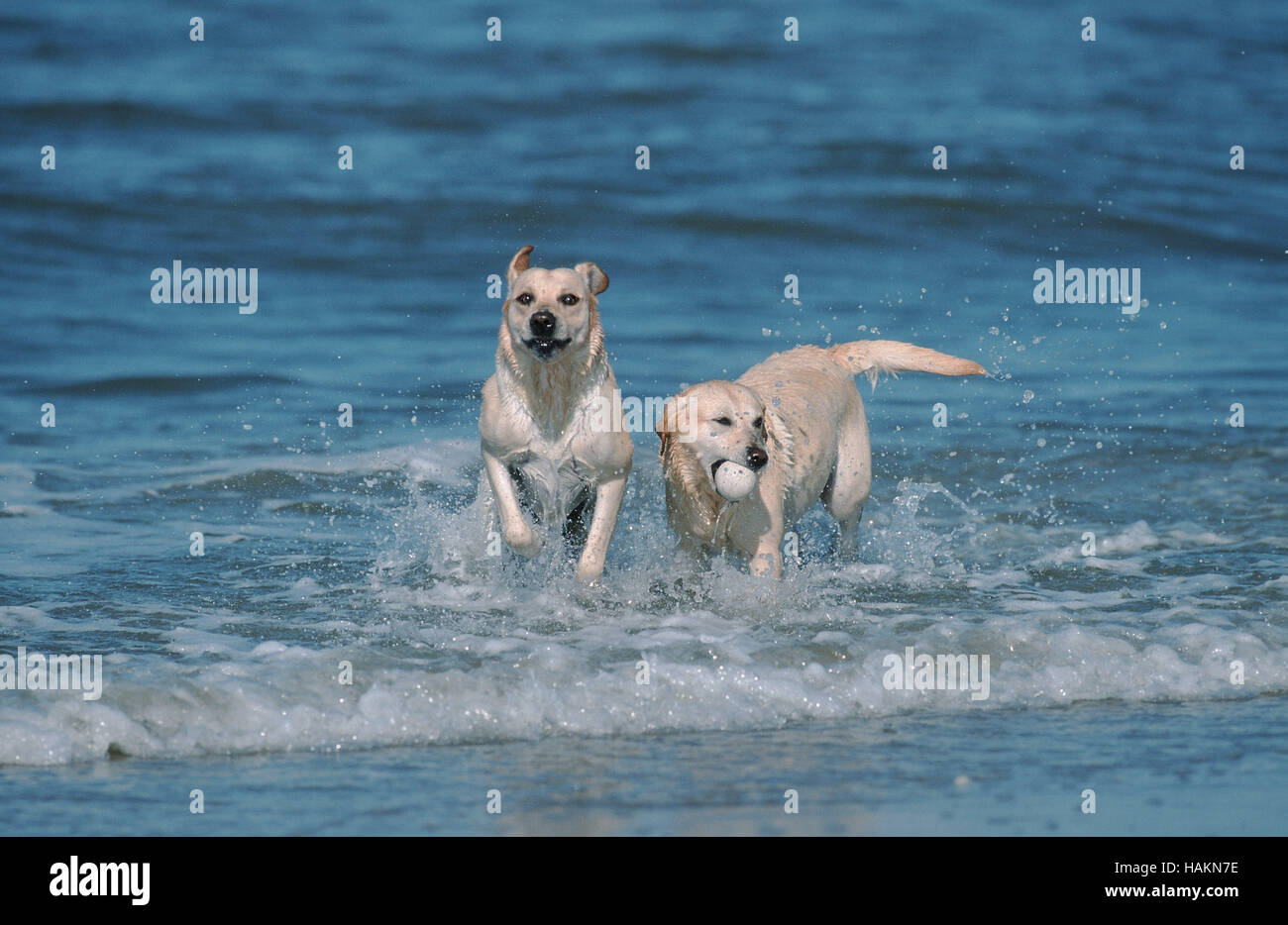 Perros labrador retriever hi-res stock photography and images - Alamy