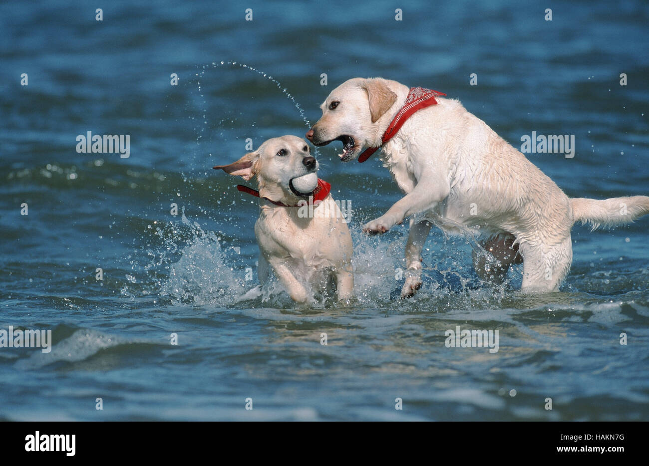 Labrador Retriever Dog Lab Hunt High Resolution Stock Photography and ...