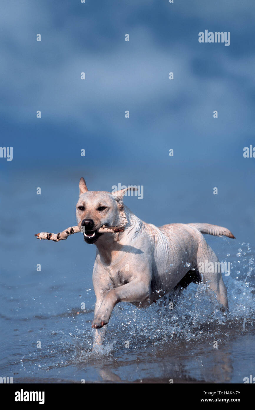 Labrador carrying game hi-res stock photography and images - Alamy