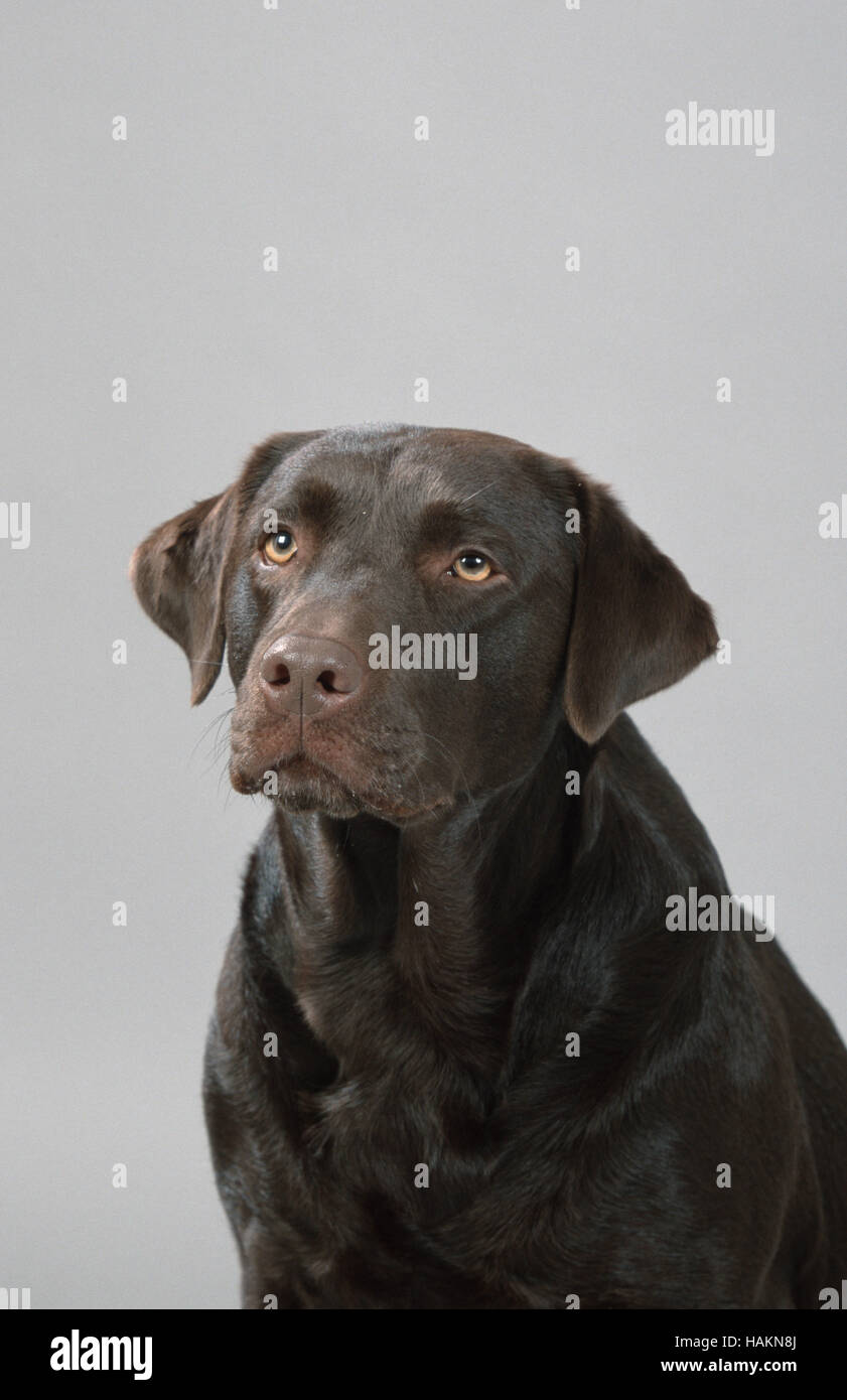 Perros labrador retriever hi-res stock photography and images - Alamy