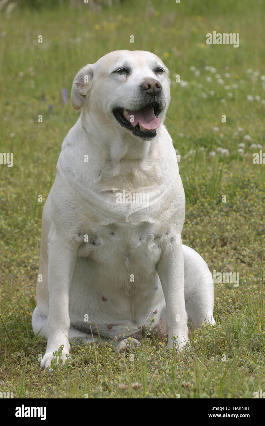 Perros labrador retriever hi-res stock photography and images - Alamy