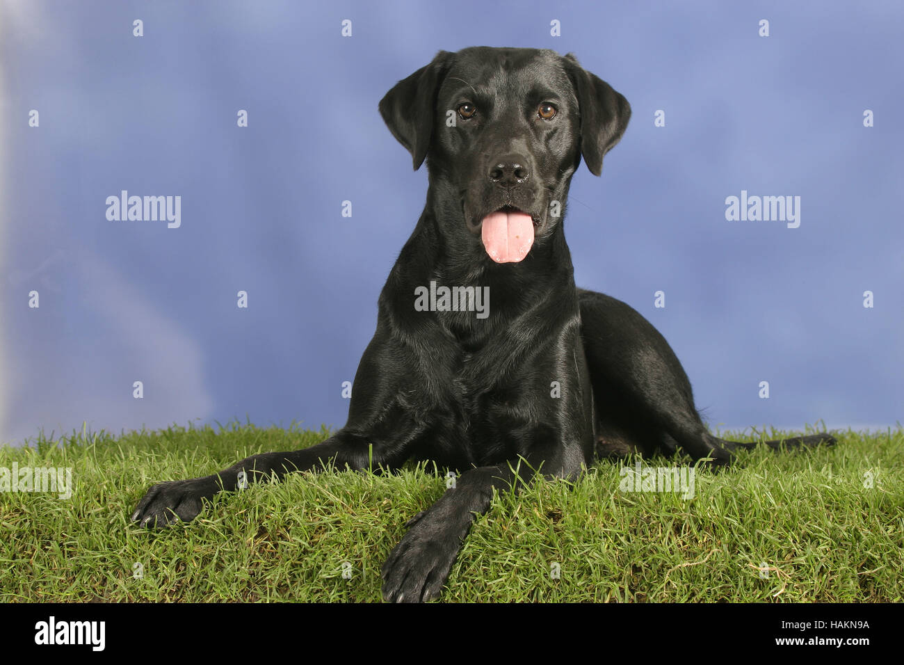 Perros labrador retriever hi-res stock photography and images - Alamy