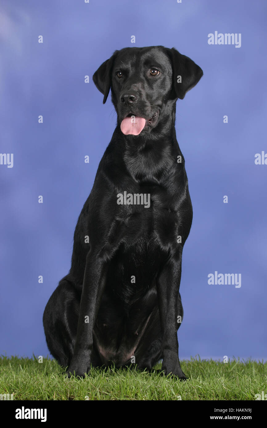 English black labrador retriever dog hi-res stock photography and ...