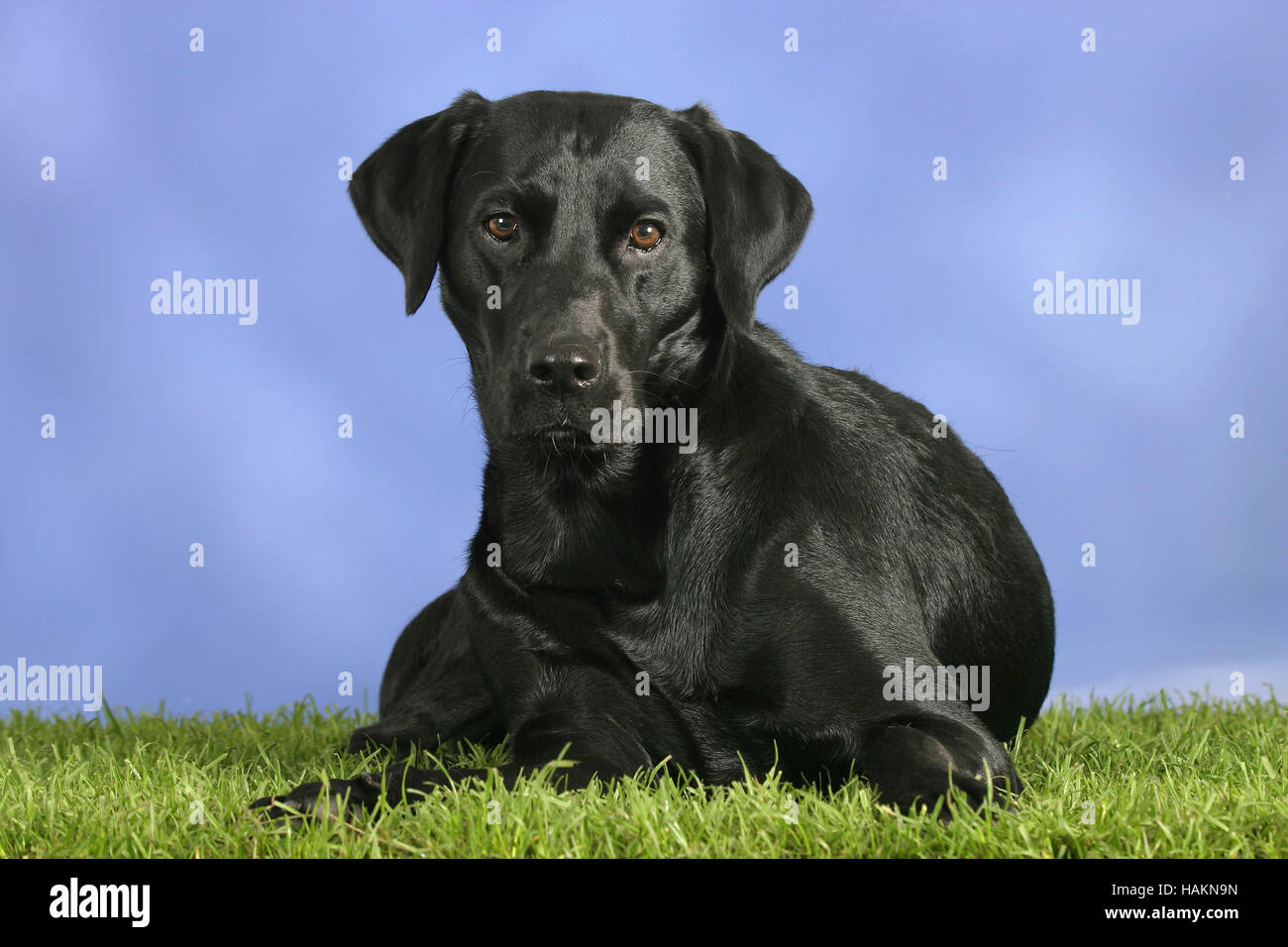 English black labrador retriever dog hi-res stock photography and ...