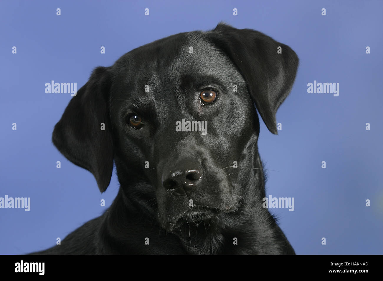 Schwarzer labrador black labrador dog hi-res stock photography and ...