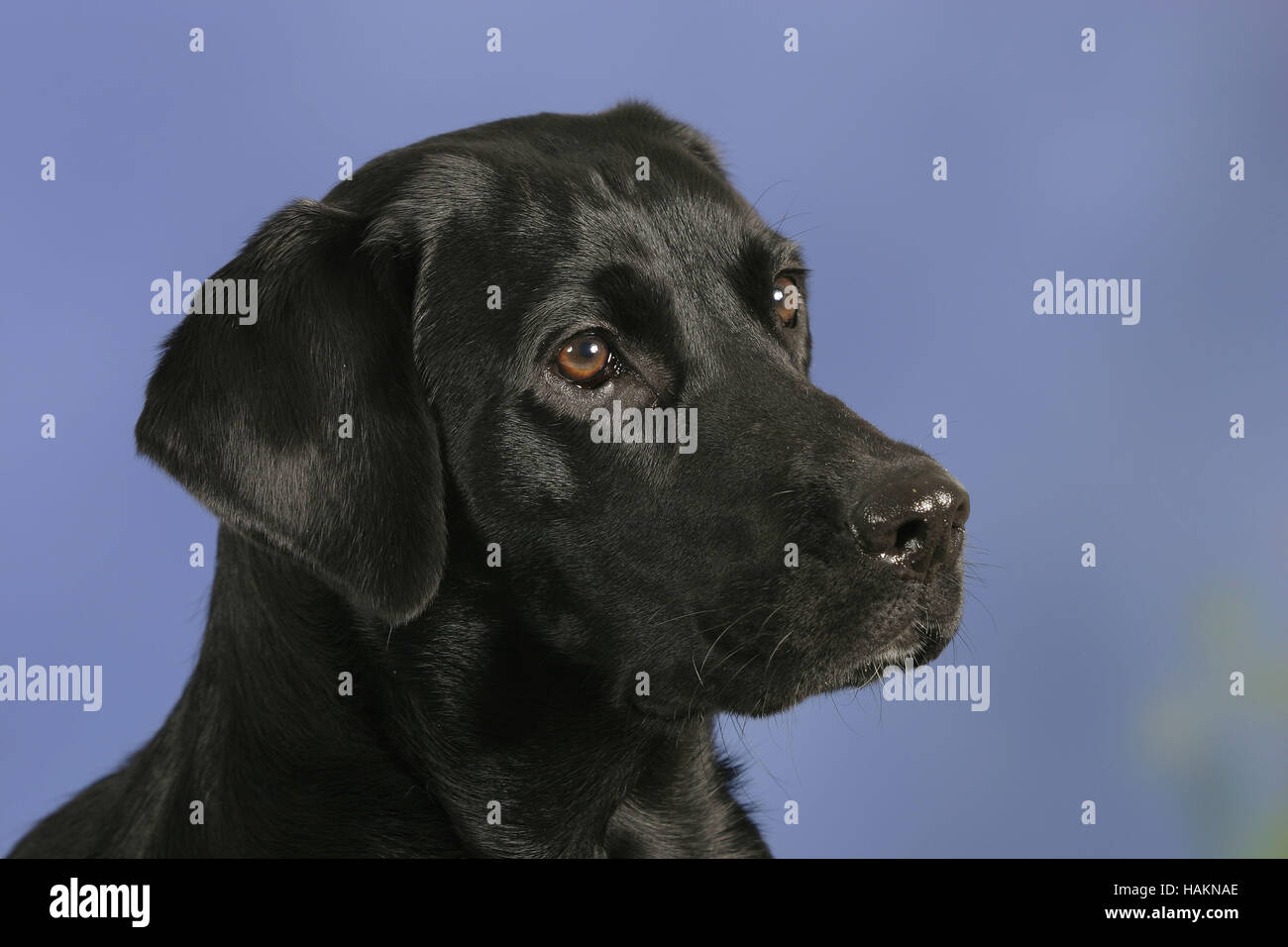 Schwarzer labrador retriever kopf hi-res stock photography and images ...