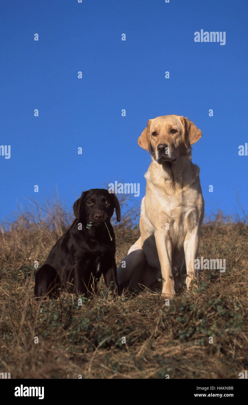Chiens retriever hi-res stock photography and images - Alamy
