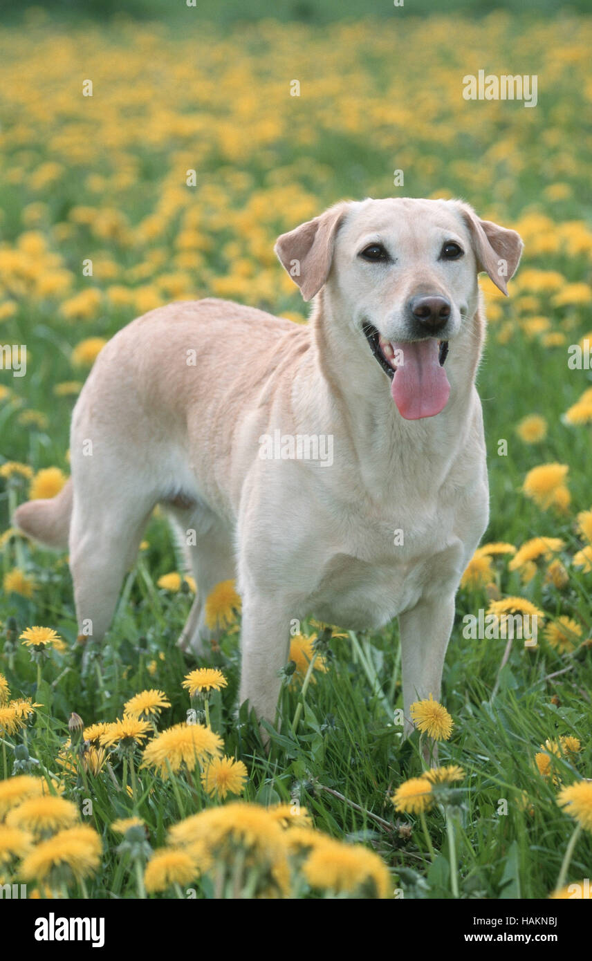 Chiens labrador hi-res stock photography and images - Alamy