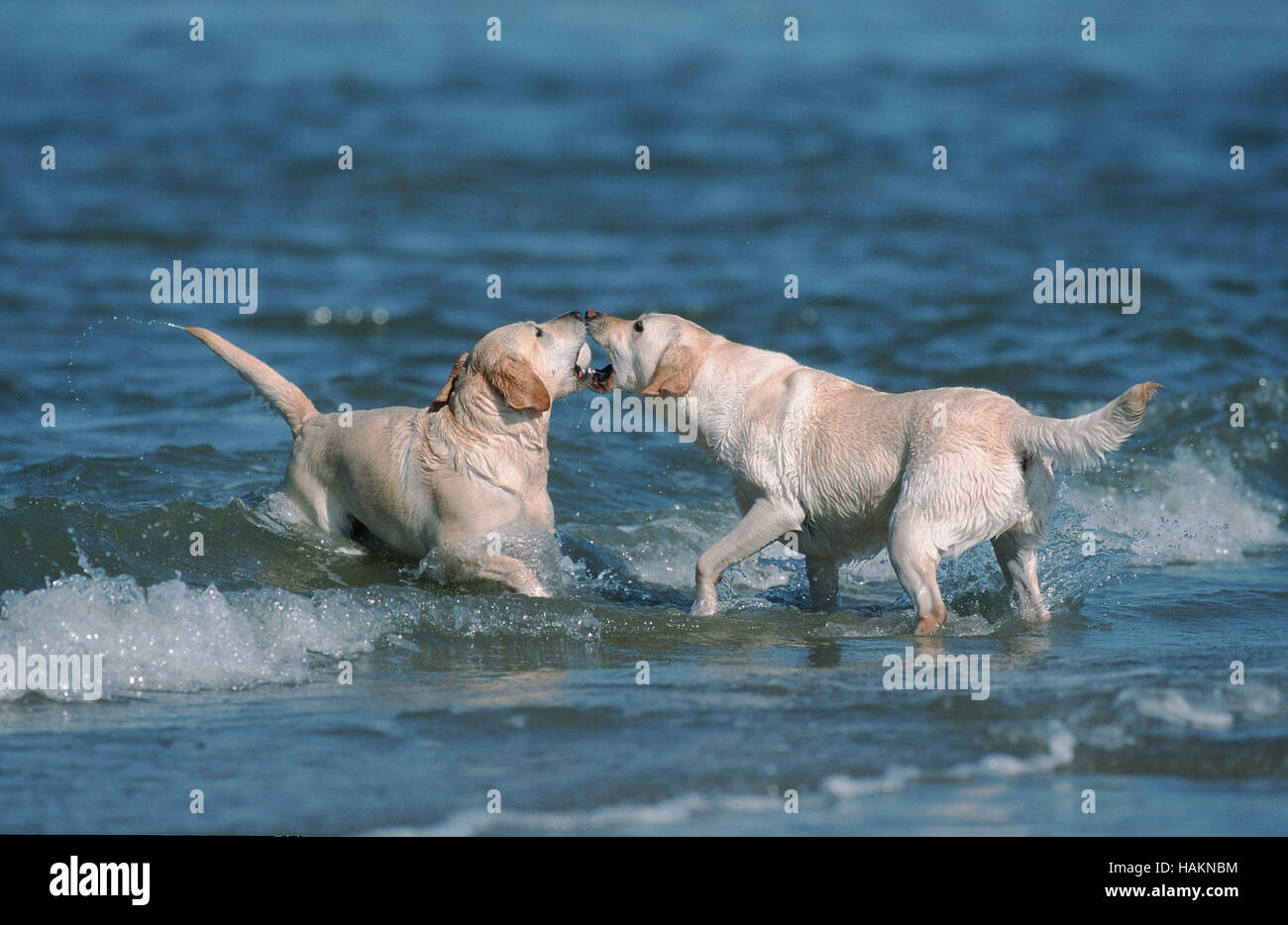 Labrador retriever dog lab hunt hi-res stock photography and images - Alamy