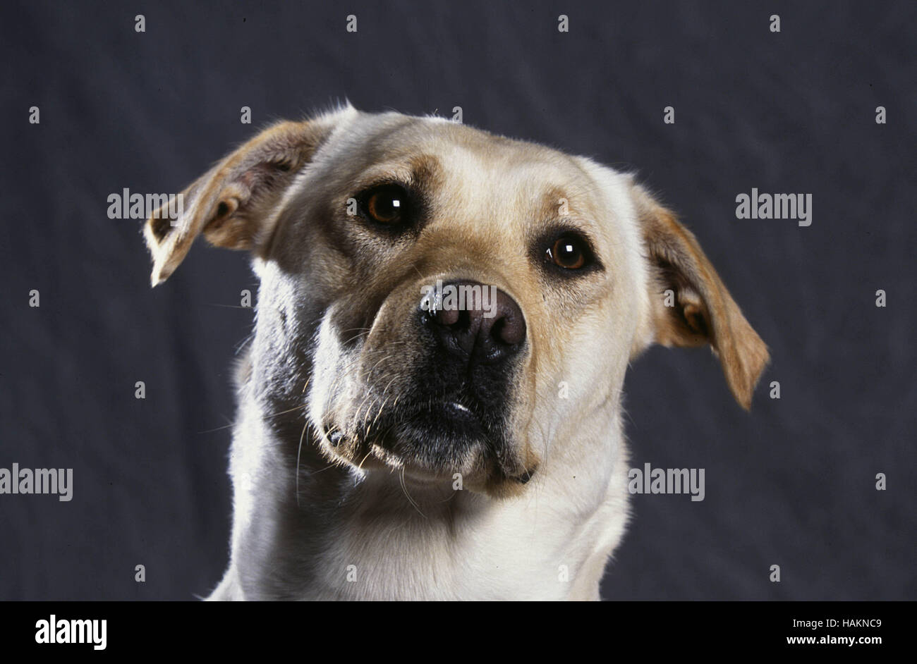 Awaiting lab hi-res stock photography and images - Alamy