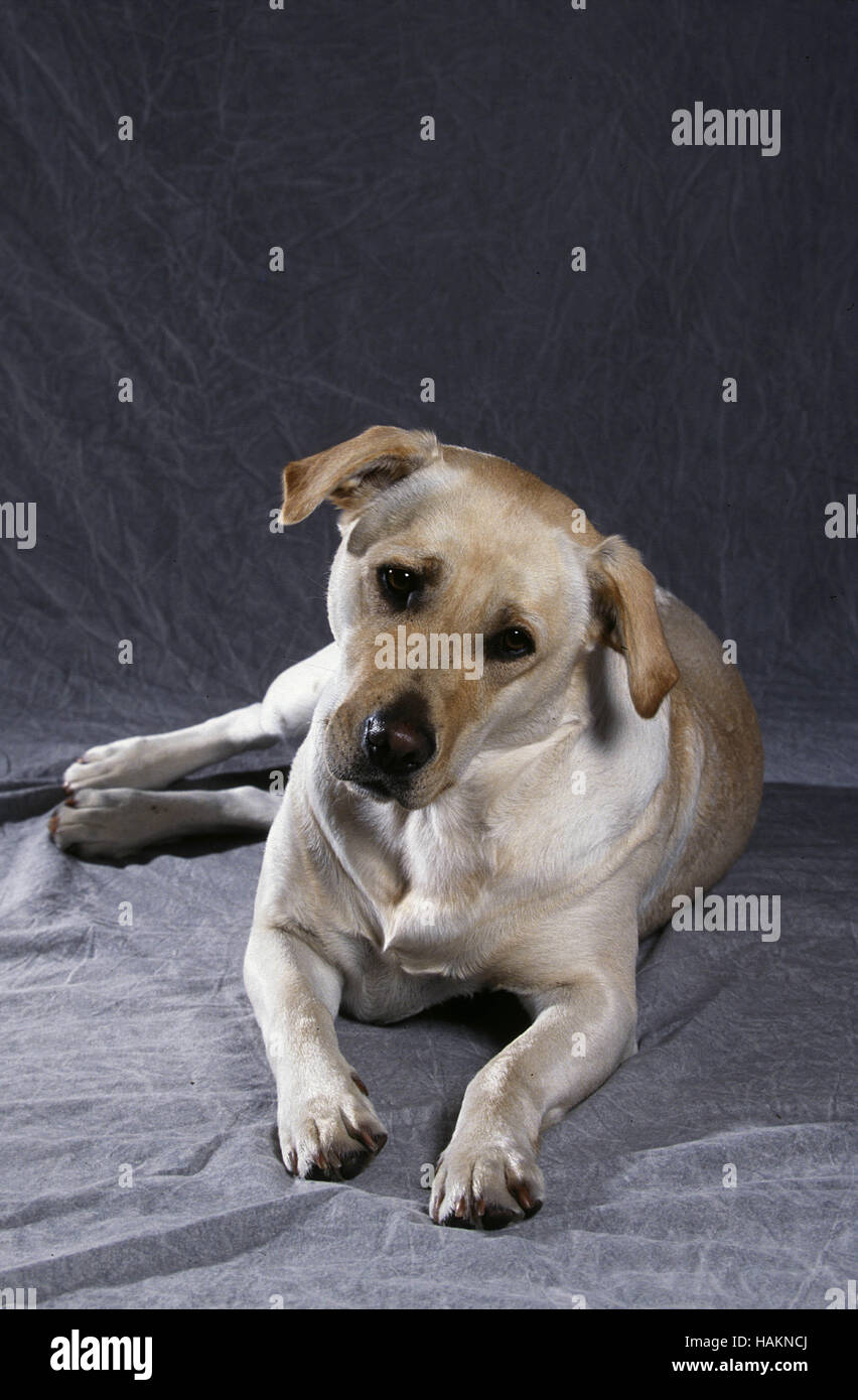Labrador form hi-res stock photography and images - Alamy