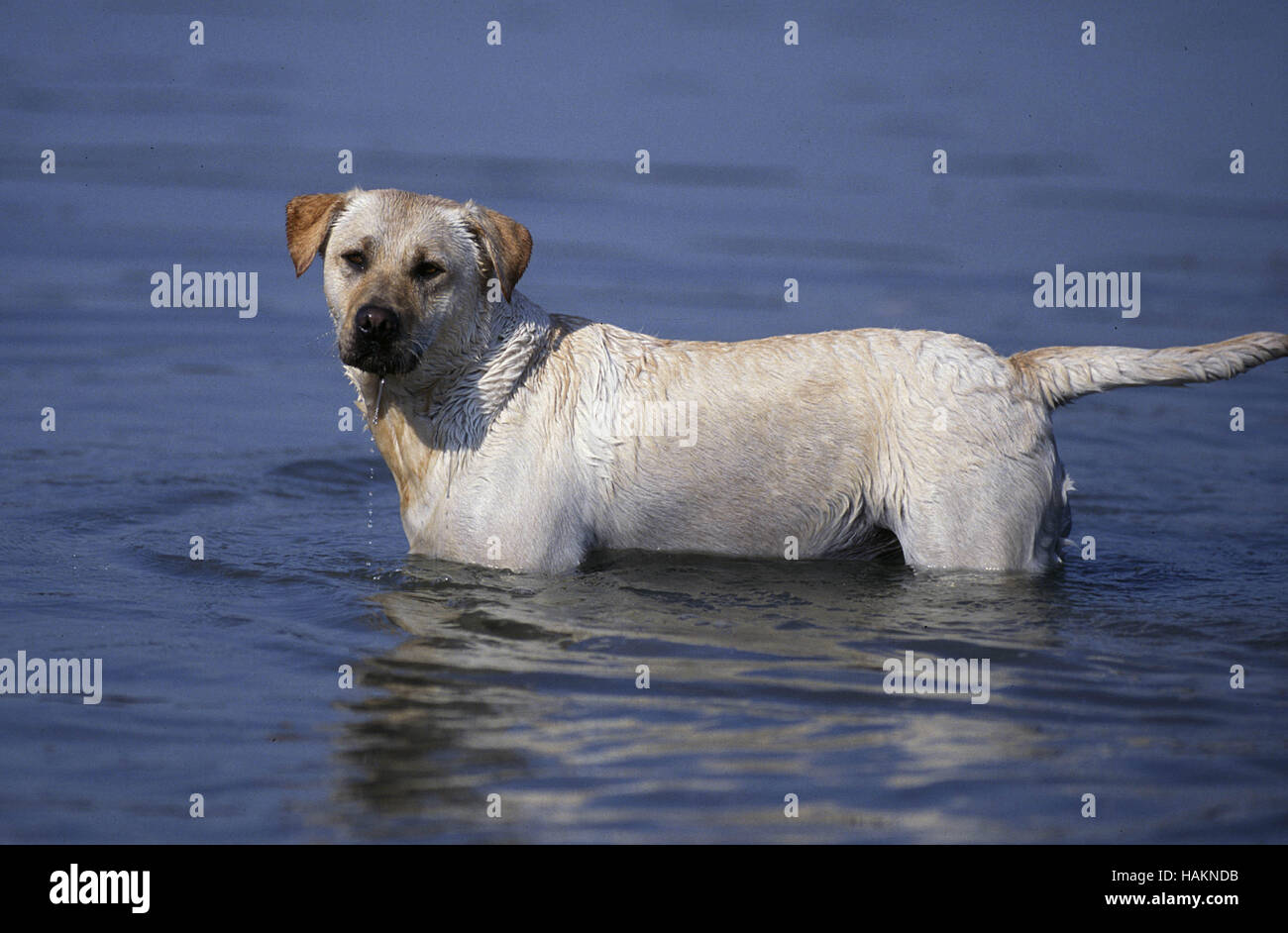 Labrador wasser hi-res stock photography and images - Alamy