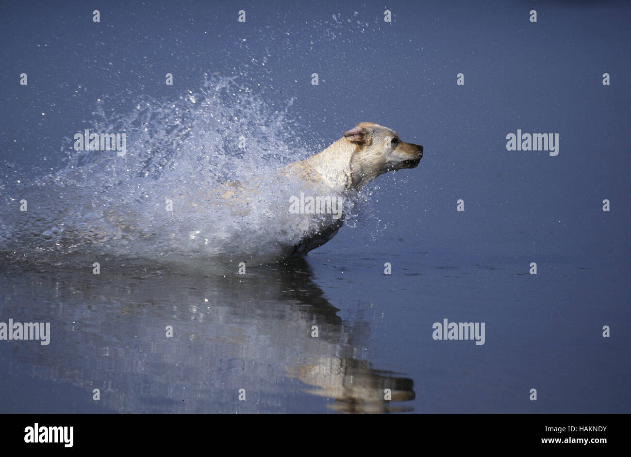 Perro hot dog hi-res stock photography and images - Alamy