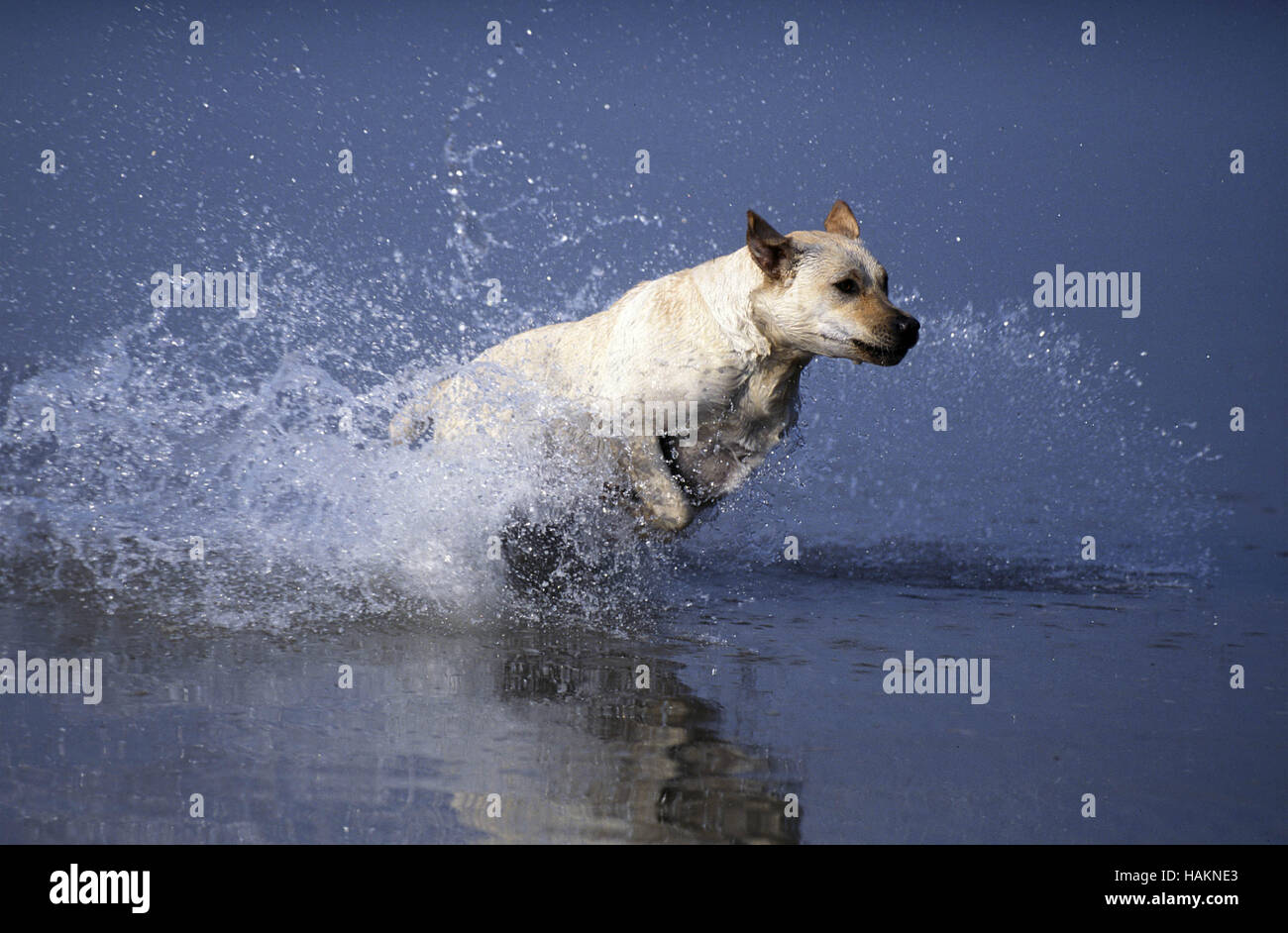 Perros labrador retriever hi-res stock photography and images - Alamy