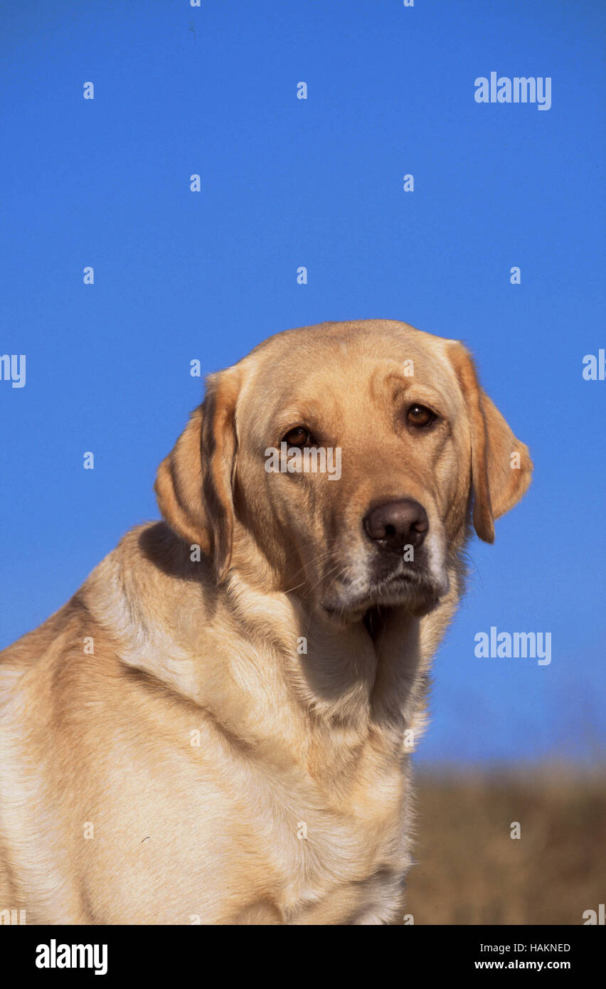 Perros labrador retriever hi-res stock photography and images - Alamy