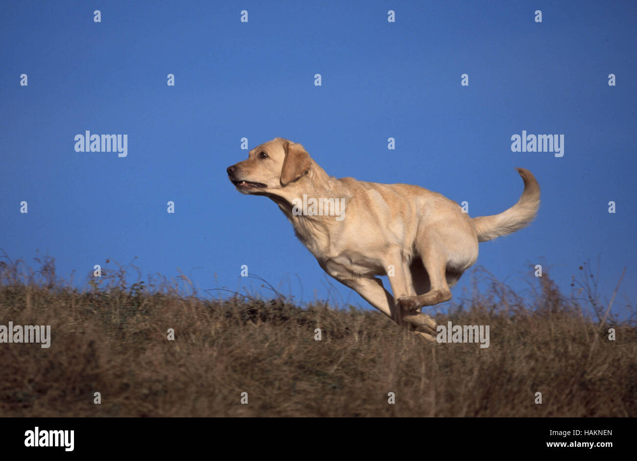 English labrador retriever running hi-res stock photography and images ...
