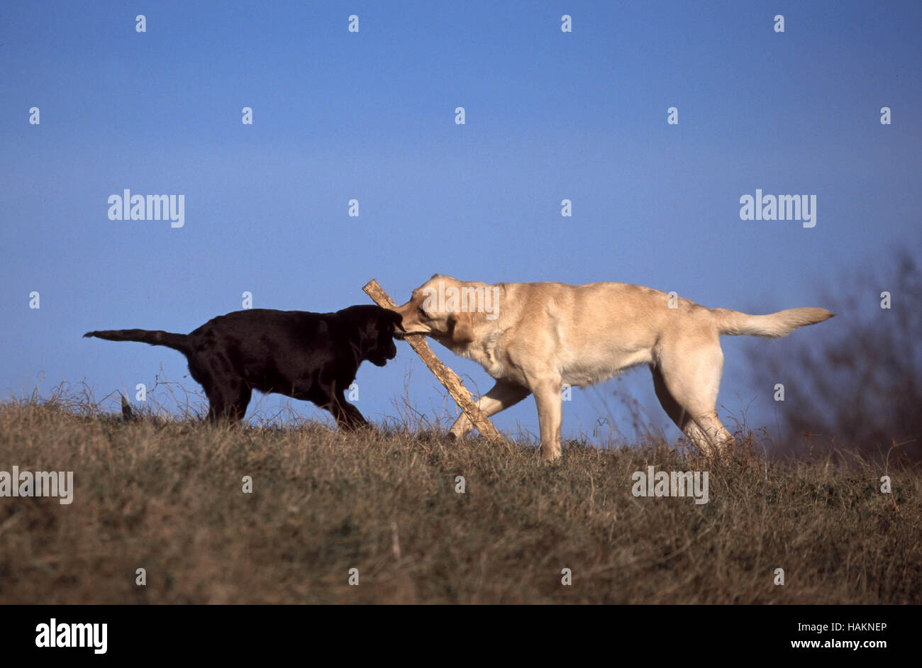 Perros labrador retriever hi-res stock photography and images - Alamy