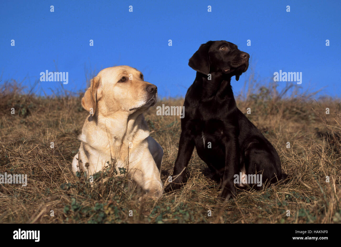 Perros labrador retriever hi-res stock photography and images - Alamy