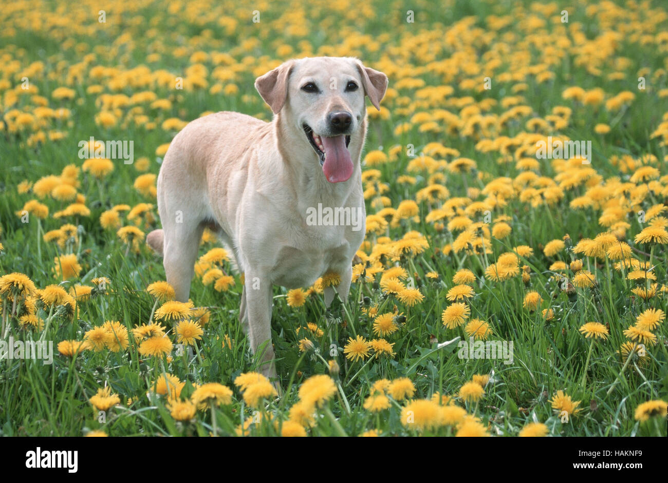 Perros labrador retriever hi-res stock photography and images - Alamy