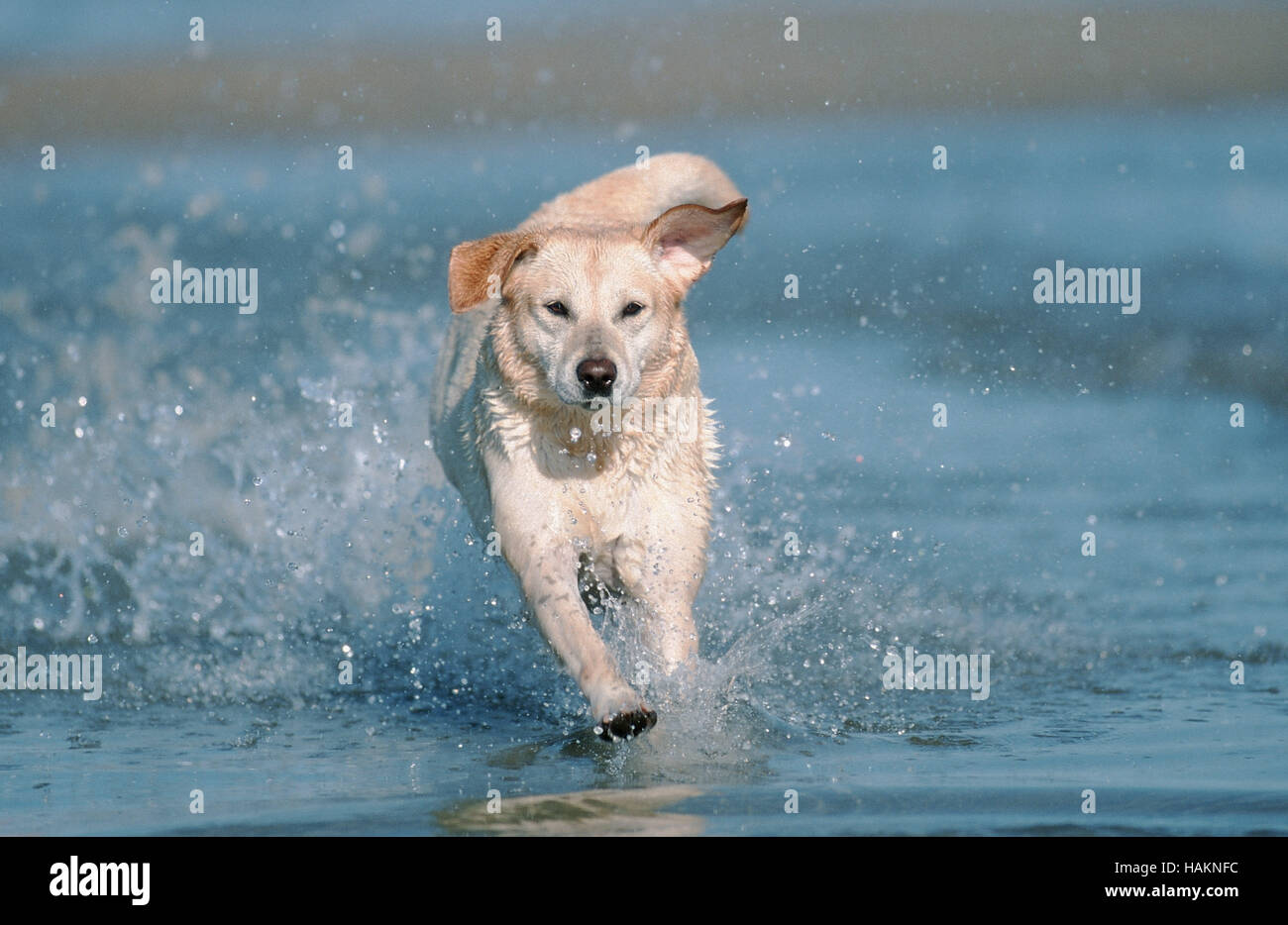 Perro hot dog hi-res stock photography and images - Alamy